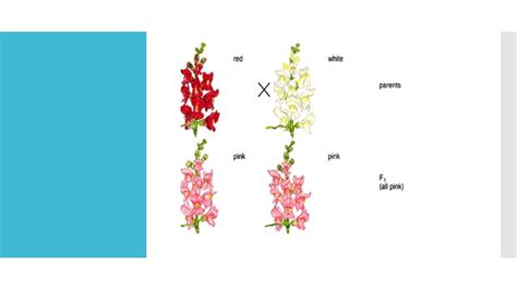 Incomplete Dominance Heredity Patterns Complete Dominance Incomplete Dominance