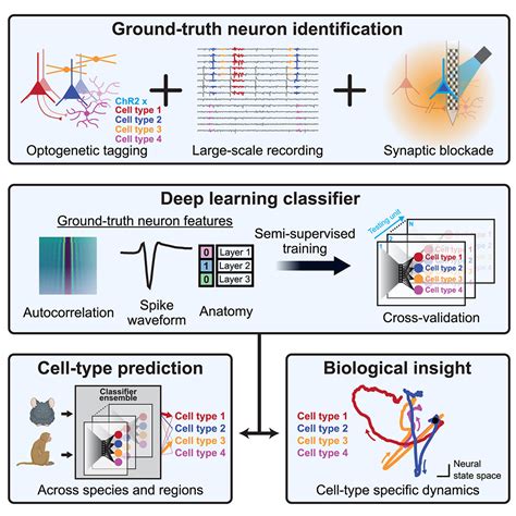 A Deep Learning Strategy To Identify Cell Types Across Species From