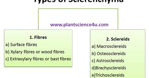 Differentiate Between Fibers And Sclereids