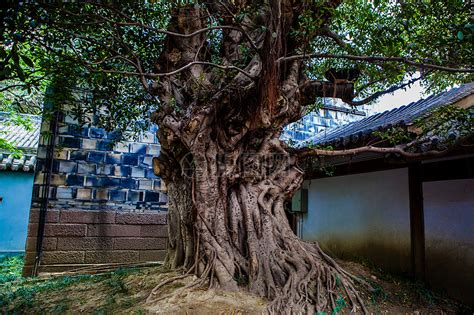 树高清图片下载 正版图片500618254 摄图网