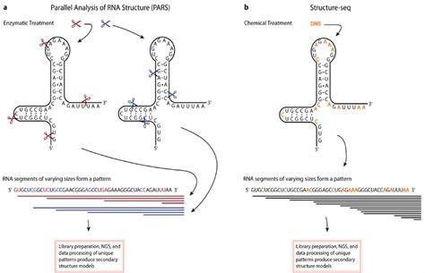 Overview Of Two Methodologies Used To Determine Rna Secondary Download Scientific Diagram