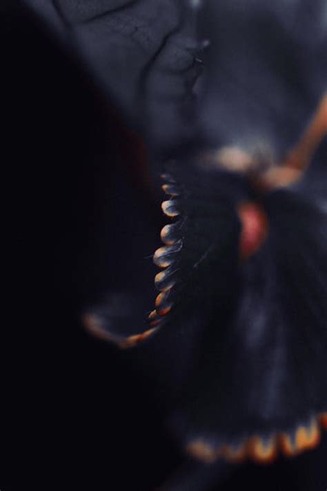 有关低调 優美 優雅 光怪陸離 内省 凤蝶 圖案 天性 宏觀 寧靜 微妙 微妙的美 微距攝影 心情 抽象 昆蟲 明暗法 有機 極簡主義 模糊边缘 橙子