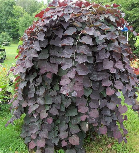Cercis Canadensis Ruby Falls Redbud Tree Plants Weeping Trees My Xxx