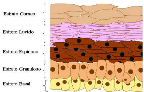 Histo Embriologia La Piel