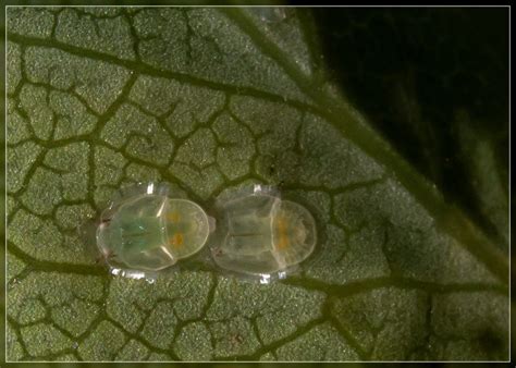 Psyllids Manaaki Whenua