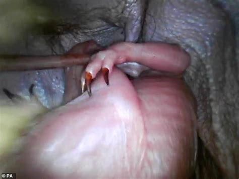 Astonishing Footage Shows A Baby Tree Kangaroo INSIDE Its Mother S Pouch Lipstick Alley