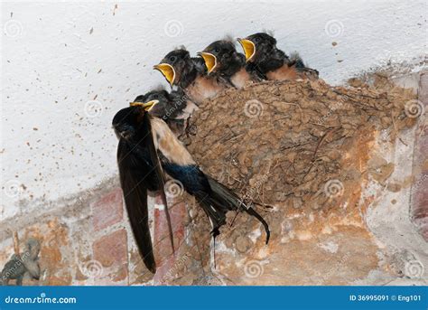 Swallow Nest Eat At Katie Jenkins Blog