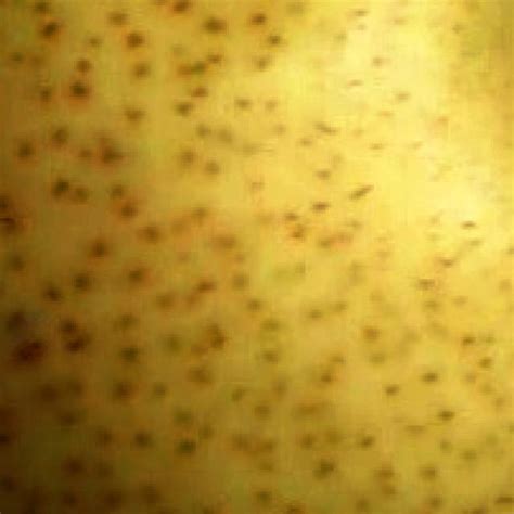 Fruits Object Detection Dataset V4 2024 03 11 11 17pm By Fruits