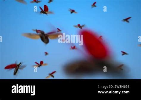 Ladybug Beetles Swarm Stock Videos And Footage Hd And 4k Video Clips Alamy