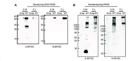 Molecular Characterization Of Intracellular And Extracellular Myocilin Download Scientific
