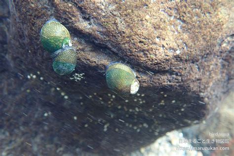 イシマキガイ 日本まるごと生き物図鑑