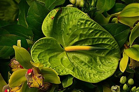 Anthurium Colors And Their Meaning Plantly
