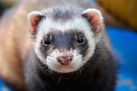 Hurones Lo Que Debes Saber Sobre Su Naturaleza Y Cuidados Clínica