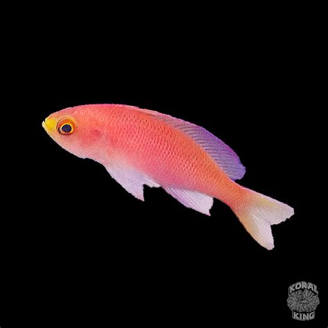 Randalls Anthias Female Koral King