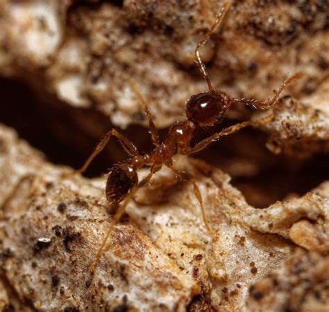 40 Small Brown Bugs In House Pictures And Identification