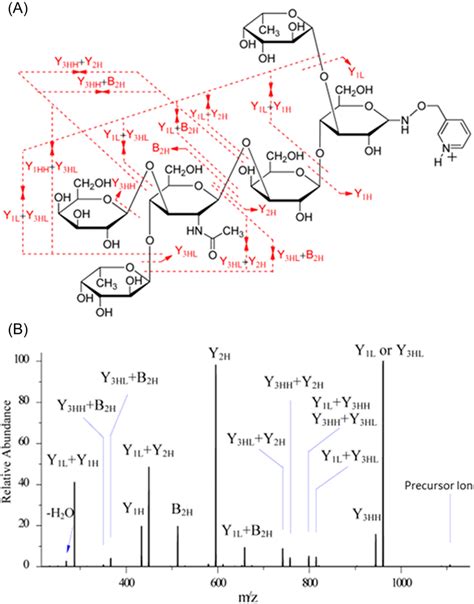 A The Fragmentation Patterns That Are Observed Following The Cid Of Download Scientific