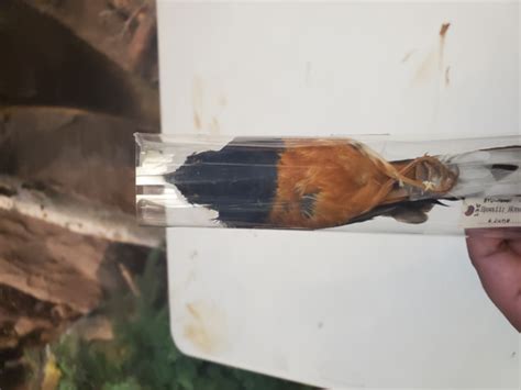 Birds Class 3 Flashcards Quizlet