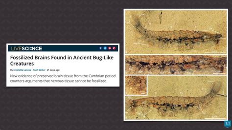 Can Brains Be Fossilized Bug Like Brains Say Yes Answers In Genesis