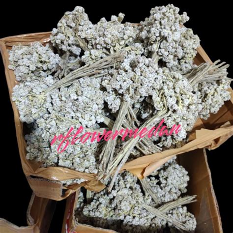 Jual Termurah 30 Batang Bunga Edelwels Bromo Budidaya Shopee Indonesia