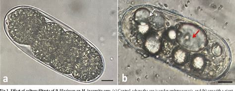 Figure 3 From Chemo Profiling Of Purpureocillium Lilacinum And Paecilomyces Variotii Isolates