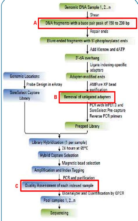 Figure 1 From Quality Control Of Dna From Formalin Fixed Paraffin Embedded And Fresh Frozen