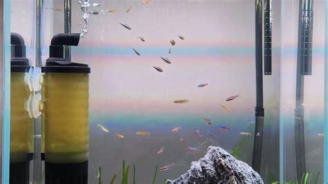 다채로운 색상의 조화어항 리셋2 테트라 어항 Youtube