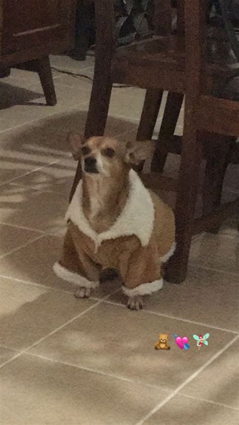 Perrito Panzón