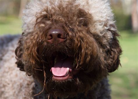 The Ultimate Lagotto Romagnolo Puppy Ownership Guide