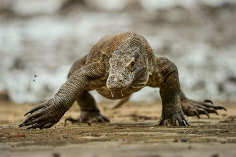 Komodo National Park Alles Wat U Moet Weten Voordat Je Gaat Met Foto Oisin