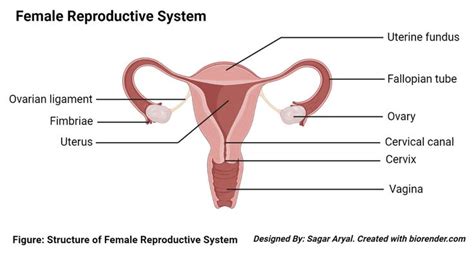 Reproductive System Function Hassanewadaniel