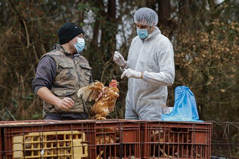 Bird Flu Human Cases At Richard Jett Blog