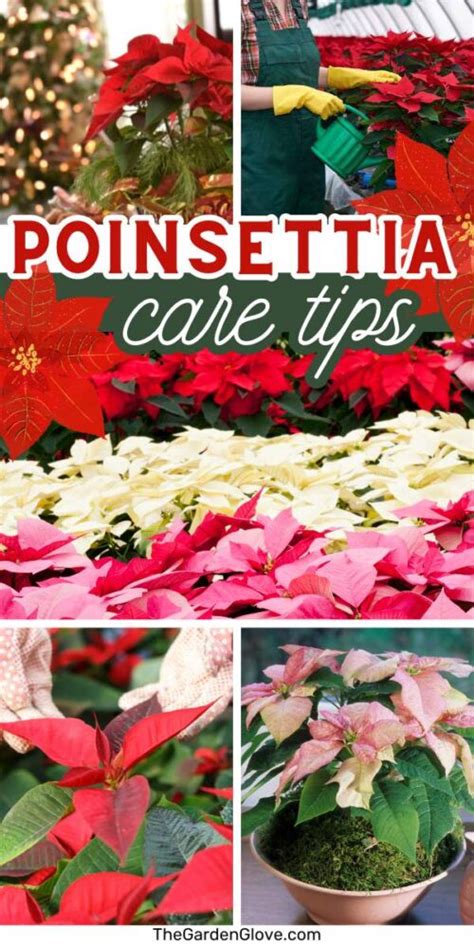 Mastering Poinsettia Care Tips To Ensure Theyre The Star Of Your
