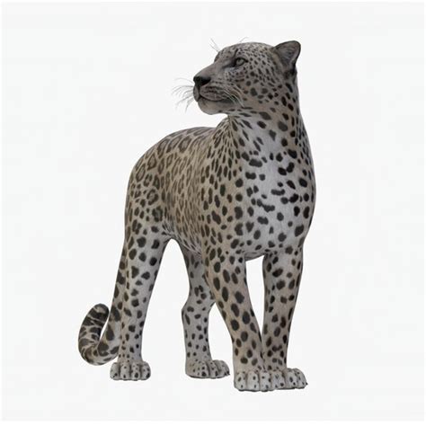 3d Animated Leopard Turbosquid 1972095