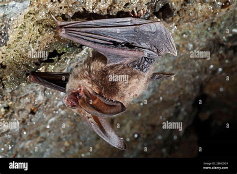 Townsends Big Eared Bat Corynorhinus Townsendii Roosting Milpa Alta