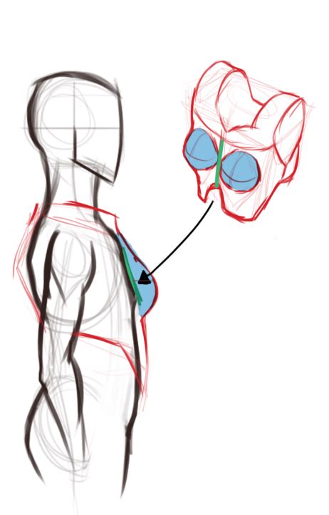 Jennifer R Povey Author Why Do You Hate The Shape Of Breasts In Plate