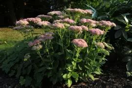 The Best Autumn Joy Sedum Seeds Free Shipping Over 150