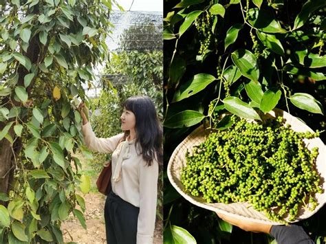 កម្ពុជាទទួលបានការអនុញ្ញាតឱ្យនាំចេញម្រេចទៅកាន់ប្រទេសចិន Empire News Network