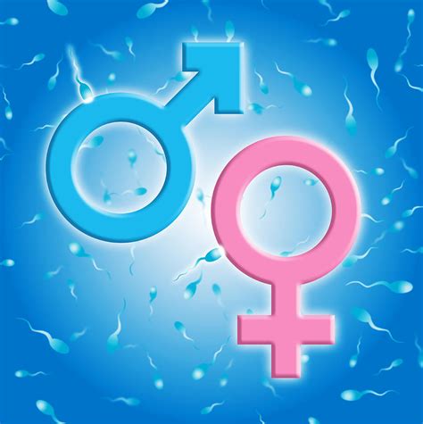 Sex Determination By Science Photo Library