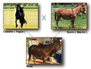 Ejemplo De Cruza Entre Diferentes Especies La Cruza Entre Un Potro