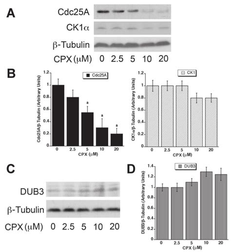 Genes And Cancer On Linkedin Genes And Cancer Ciclopirox Activates Atr Chk1 Signaling Pathway