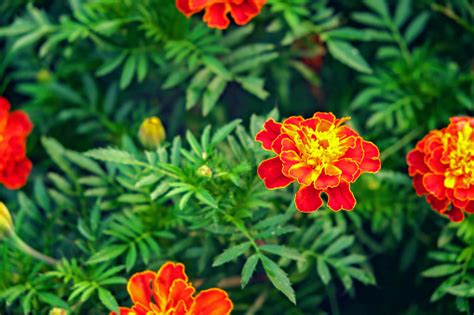 오렌지와 레드 타게테스 또는 메리골드 꽃이 집 정원에 있습니다 화창한 날에 집 정원의 녹색 배경에 피는 Tagetes 개화기에 대한 스톡 사진 및 기타 이미지 Istock