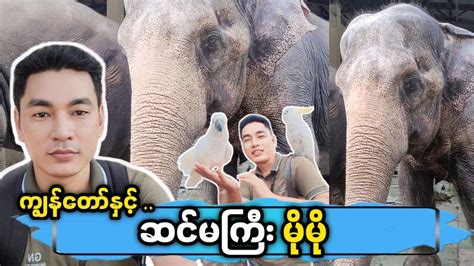 ️ ရန်ကုန်တိရိစ္ဆာန်ဥယျဉ်ထဲက ဆင်မကြီးမိုမိုရဲ့ ဘဝဖြတ်သန်းမှုပုံရိပ်များ