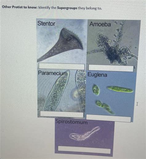 Solved Other Protist To Know Identify The Supergroups They