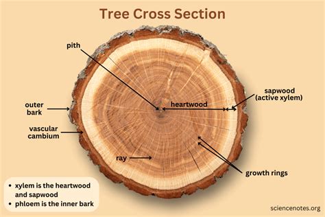 Tree Rings Dendrochronology And Dendroclimatology