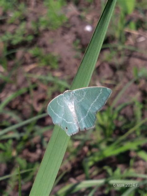 Small Grass Emerald From Валуйский р н Белгородская обл Россия On