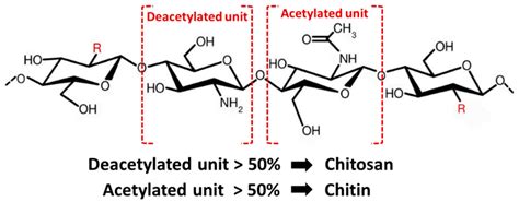 Chitosan Based Scaffold For Mineralized Tissues Regeneration