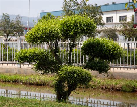 造型 尖叶木樨榄