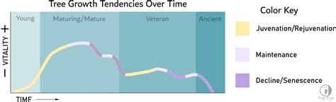 On Old Trees Tree First