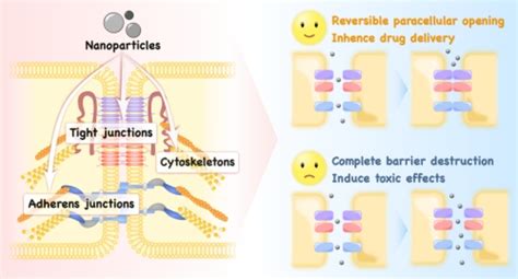 纳米医学领域顶级期刊《acs Nano》发表邵龙泉团队研究成果 科研院