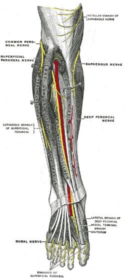 Deep Fibular Nerve Wikipedia
